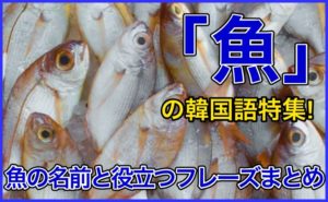 「魚」の韓国語特集！魚の名前や食べ方の単語・表現をまとめてご紹介